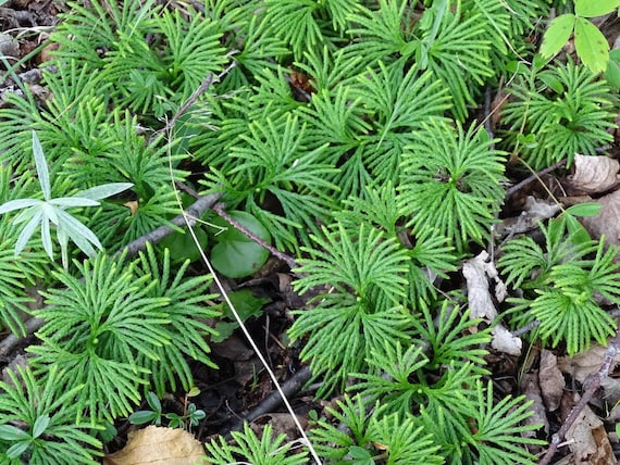Ground Cedar Club Moss