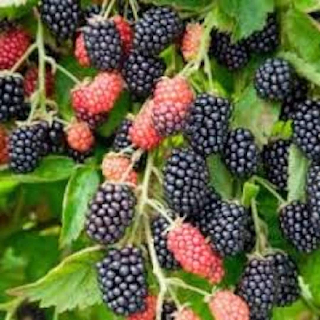 5 Prime Ark 45 Blackberry Plant Primocane Rubus Starter Plant Fruit ...