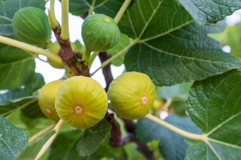 1 Yellow Long Neck Fig Tree Starter Plug, Ficus Carica - Etsy