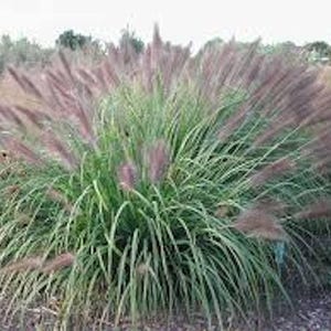 30 Red Fountain Grass Plant Perennial Bare Root Landscape Fall Color ...