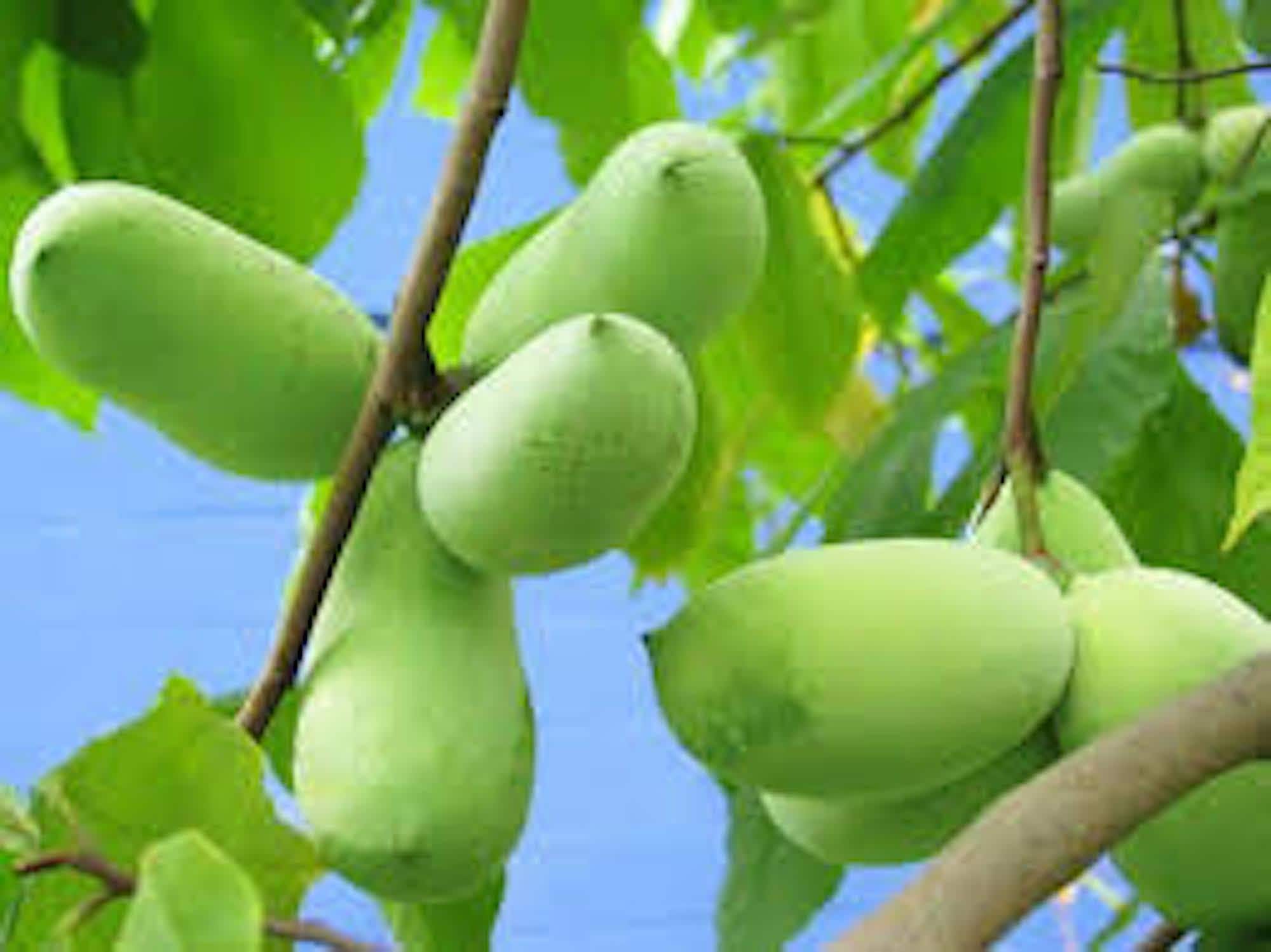 5 Pawpaw Tree Seeds Asimina Triloba Native American Fruit Tree Organic ...