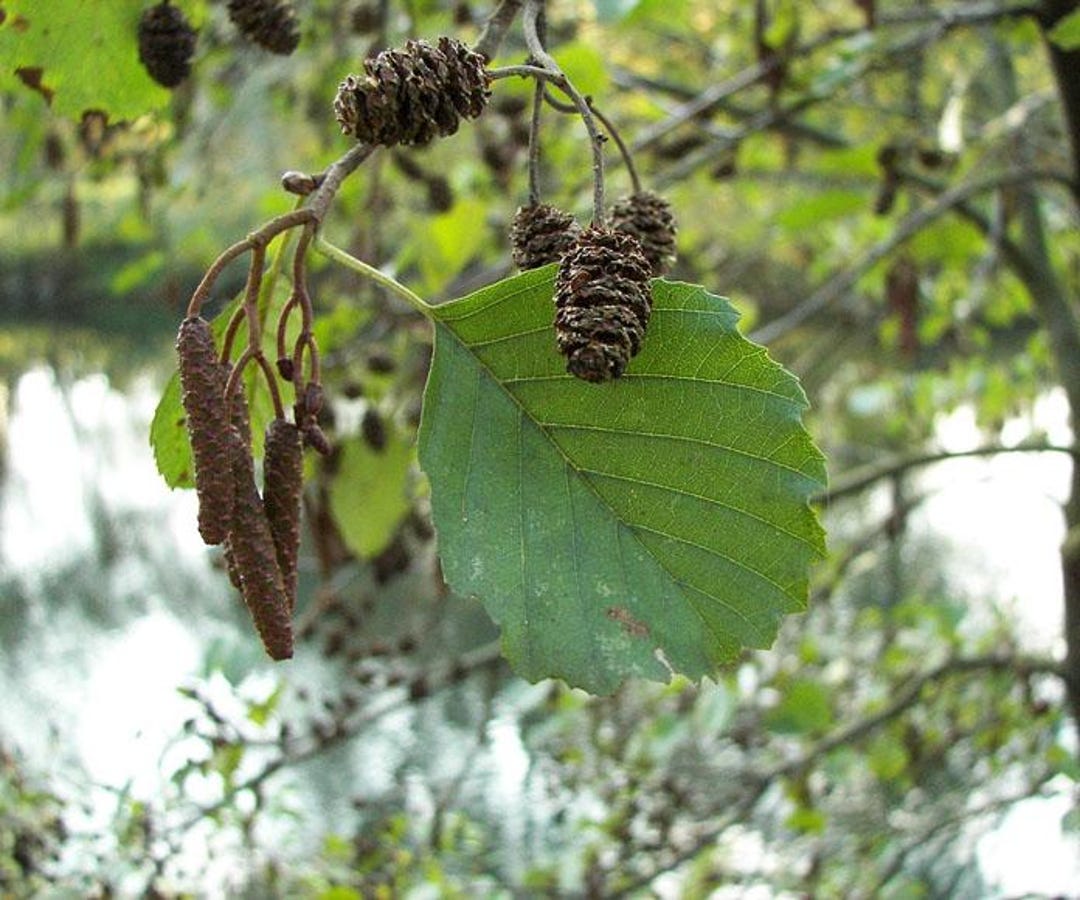 5 Black Alder Tree 12-24 Inch Bare Root Alnus Glutinosa European Common ...