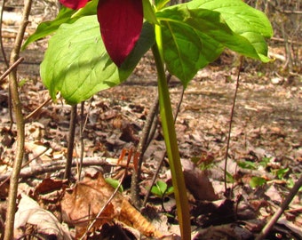 Trillium Bare Root | Etsy