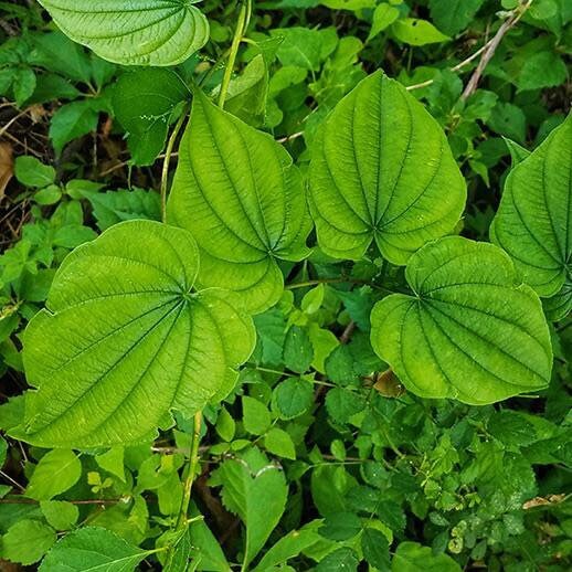Florida Wild Yam