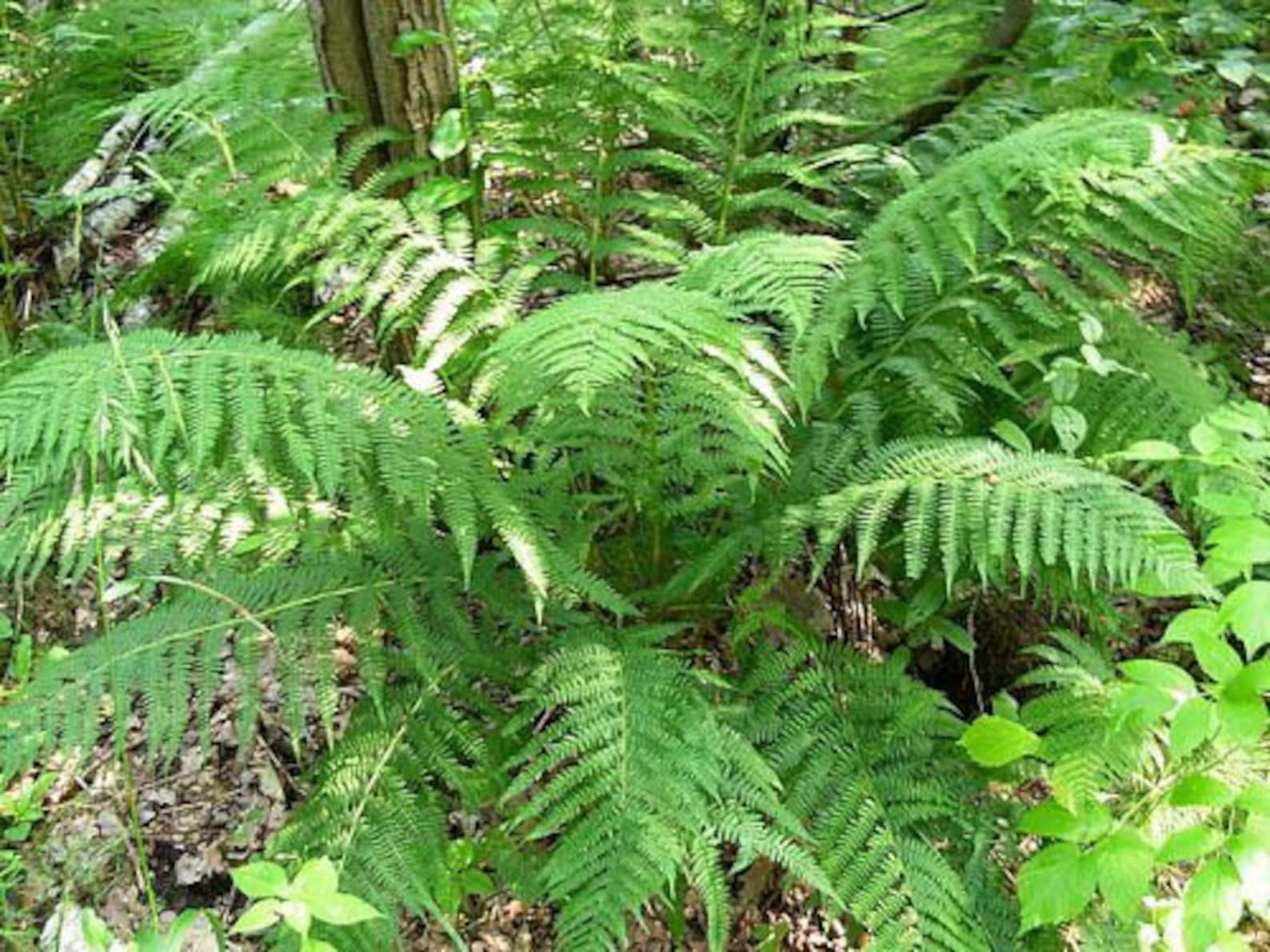 3 Lady Ferns Bare Root Athyrium Filix-femina Woodland Perennial Plant ...