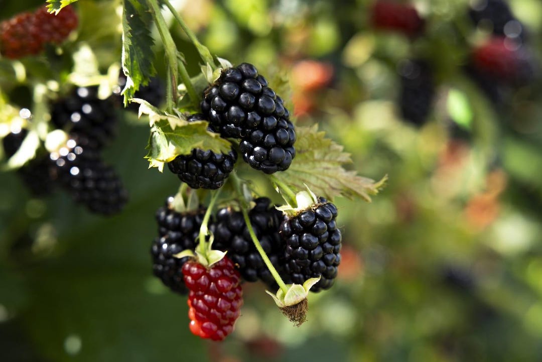1 Prime Ark Horizon Blackberry Starter Plug Rubus 'horizon' - Etsy