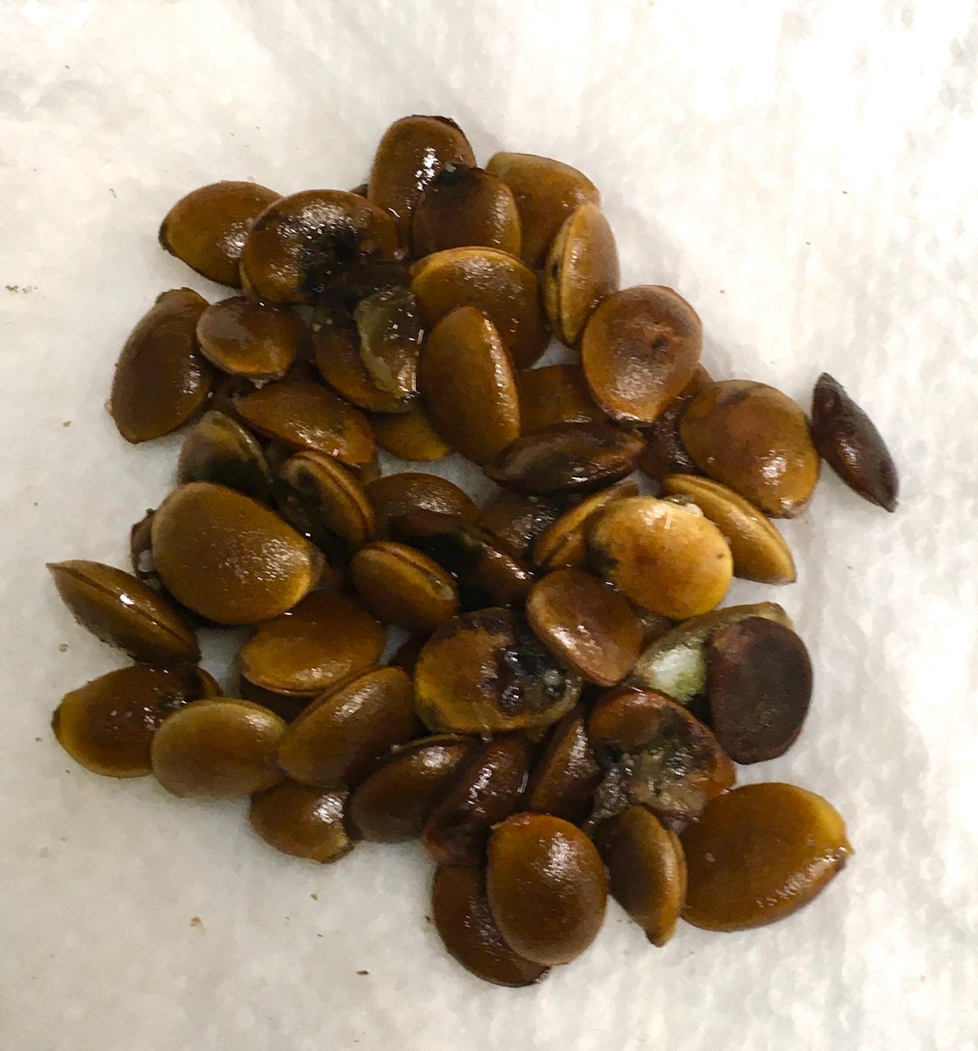 100 American Persimmon Tree Seeds, Diospyros Virginiana, Organic ...