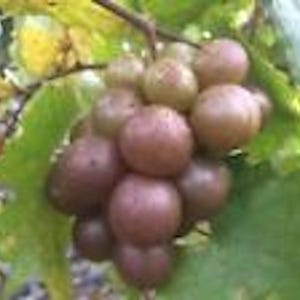 10 Muscadine Grape Plant Carlos Vitis Rotundifolia Starter Plant Sweet ...