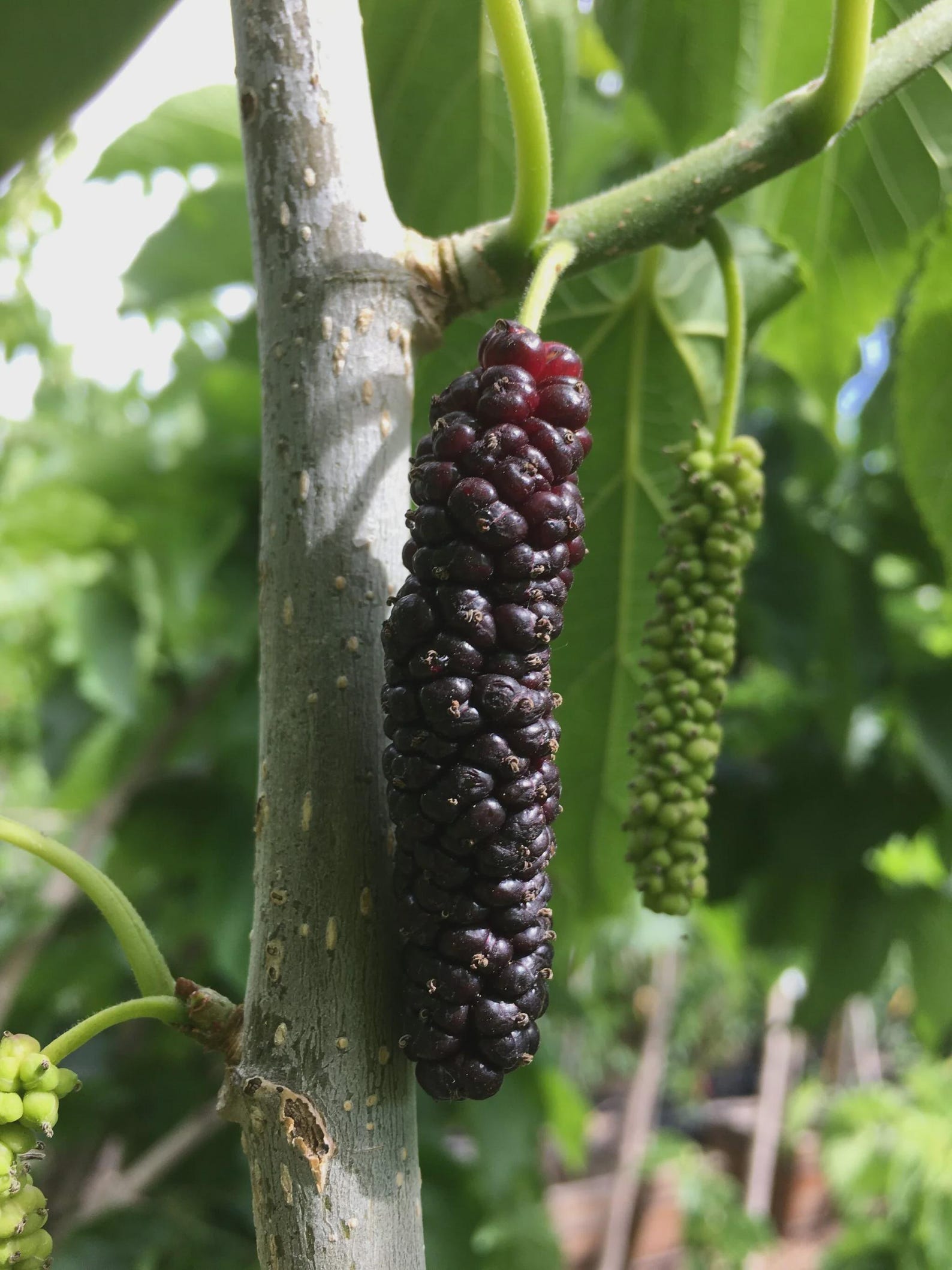 3 Pakistan Mulberry Tree Starter Plug Morus Macroura - Etsy