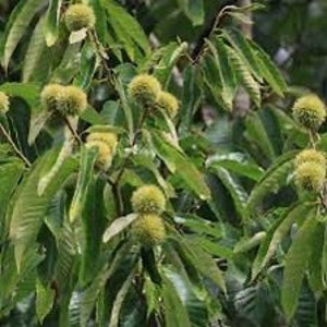 10 Dunstan American Chestnut Tree Seeds Hybrid American Chinese Cold ...