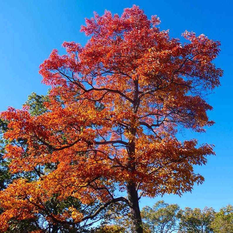 1 Sassafras Tree 12-24" Sassafras Albidum Bare Root Starter Plant - Etsy