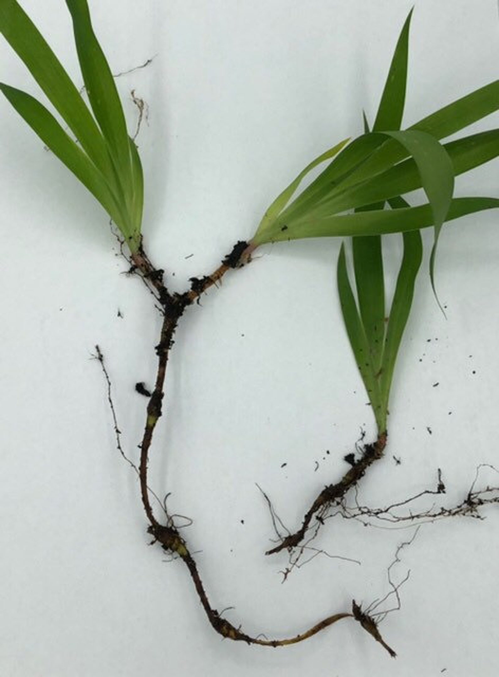 15 Dwarf Crested Iris Plants Bare Roots Iris Cristata Organic - Etsy
