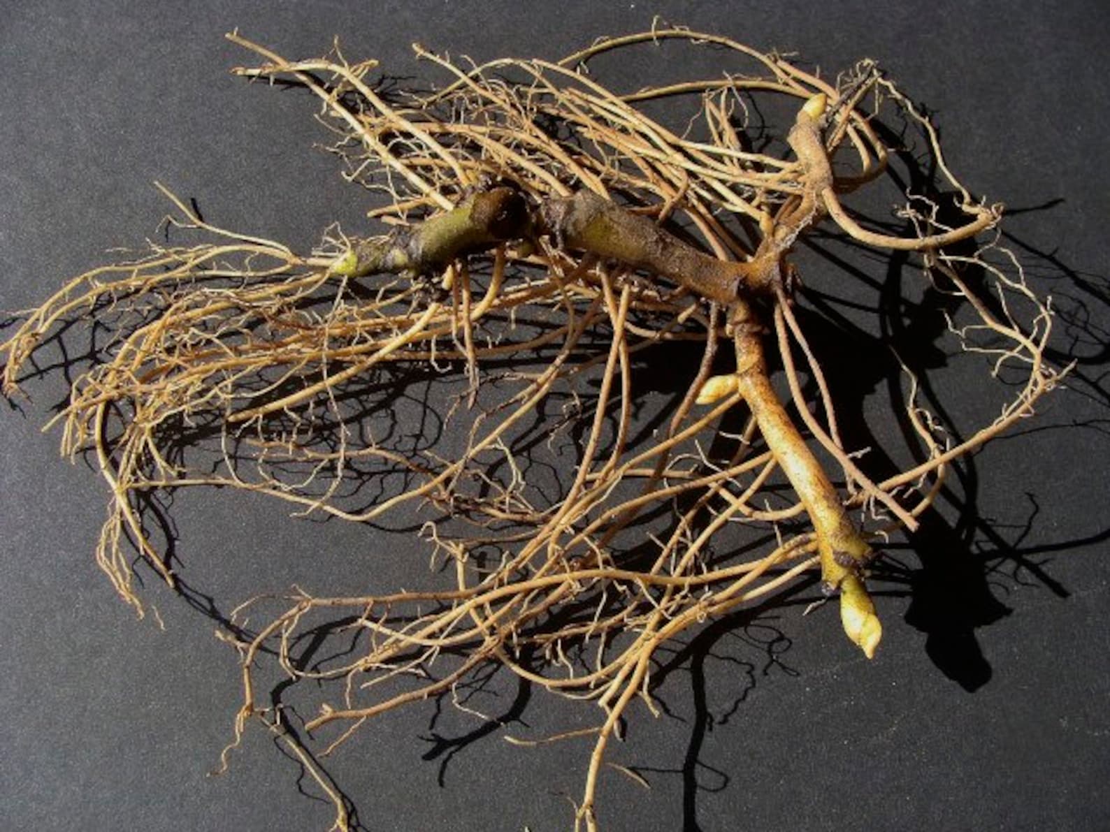 20 Wild Ginger Plants Bare Roots Asarum Canadense Organic | Etsy