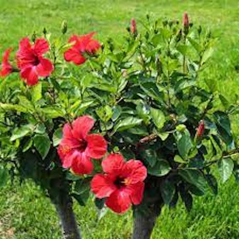 3 Althea Hibiscus Red Rose of Sharon Hibiscus Syriacus 12-24" Tall ...