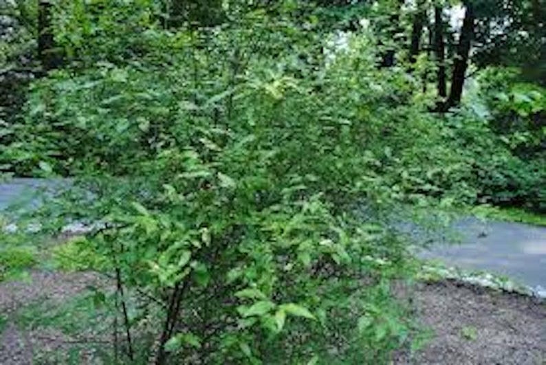 5 American Strawberry Bush 12-18" Shrub Starter Plug Euonymus ...