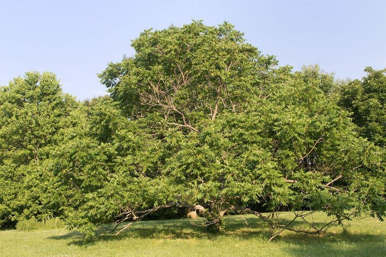 5 White Walnut Tree (juglans Cinerea), 12-24in Tall, Bare Root - Etsy