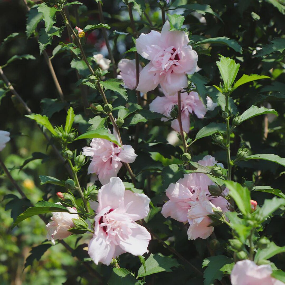 1 Althea Hibiscus Pink Rose of Sharon Hibiscus Syriacus 12-24" Starter ...