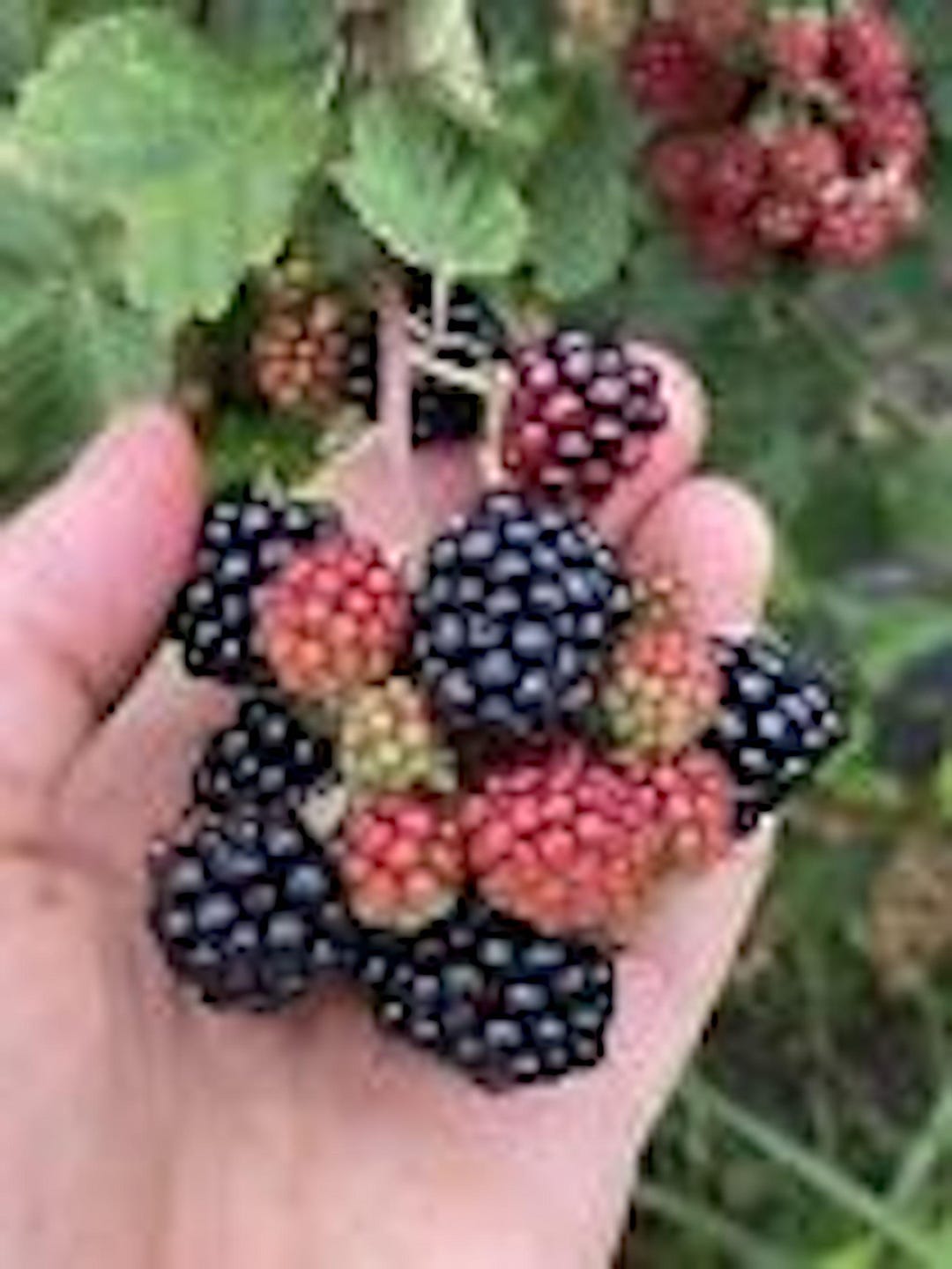 1 Sweetie Pie Blackberry Plant Starter Plant Rubus Fruit Bare Root ...