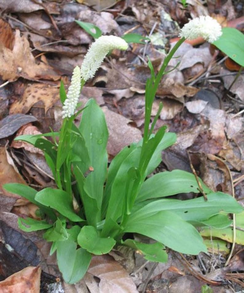 3 False Unicorn Plants Chamaelirium Luteum Bare Root Wildflower Native ...