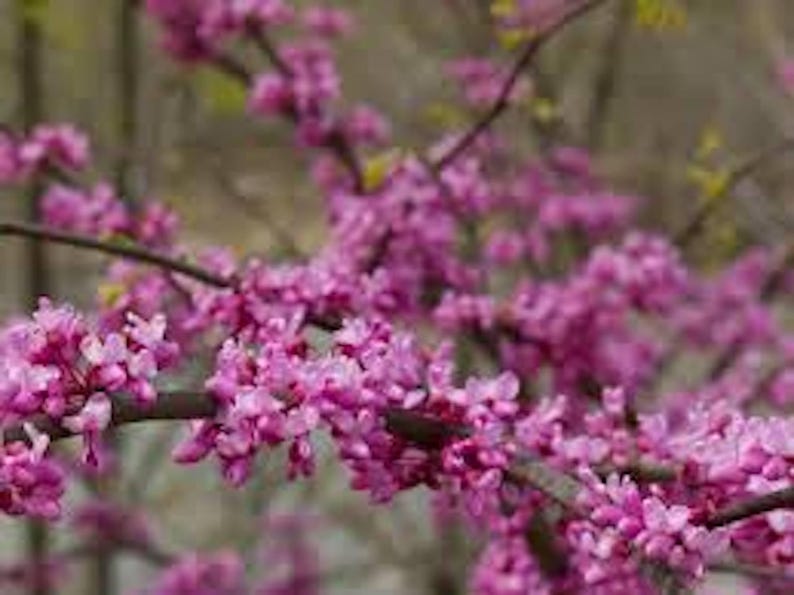 5 Eastern Redbud Tree 12-24" Tall Cercis Canadensis Bare Root - Etsy