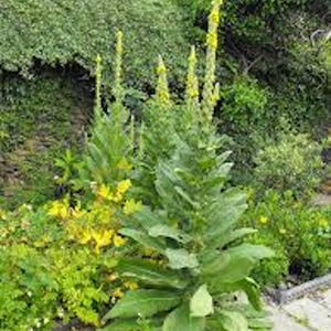 5 Mullein Plant Verbascum Thapsus Organic Fuzzy Leaf Bare Root No ...