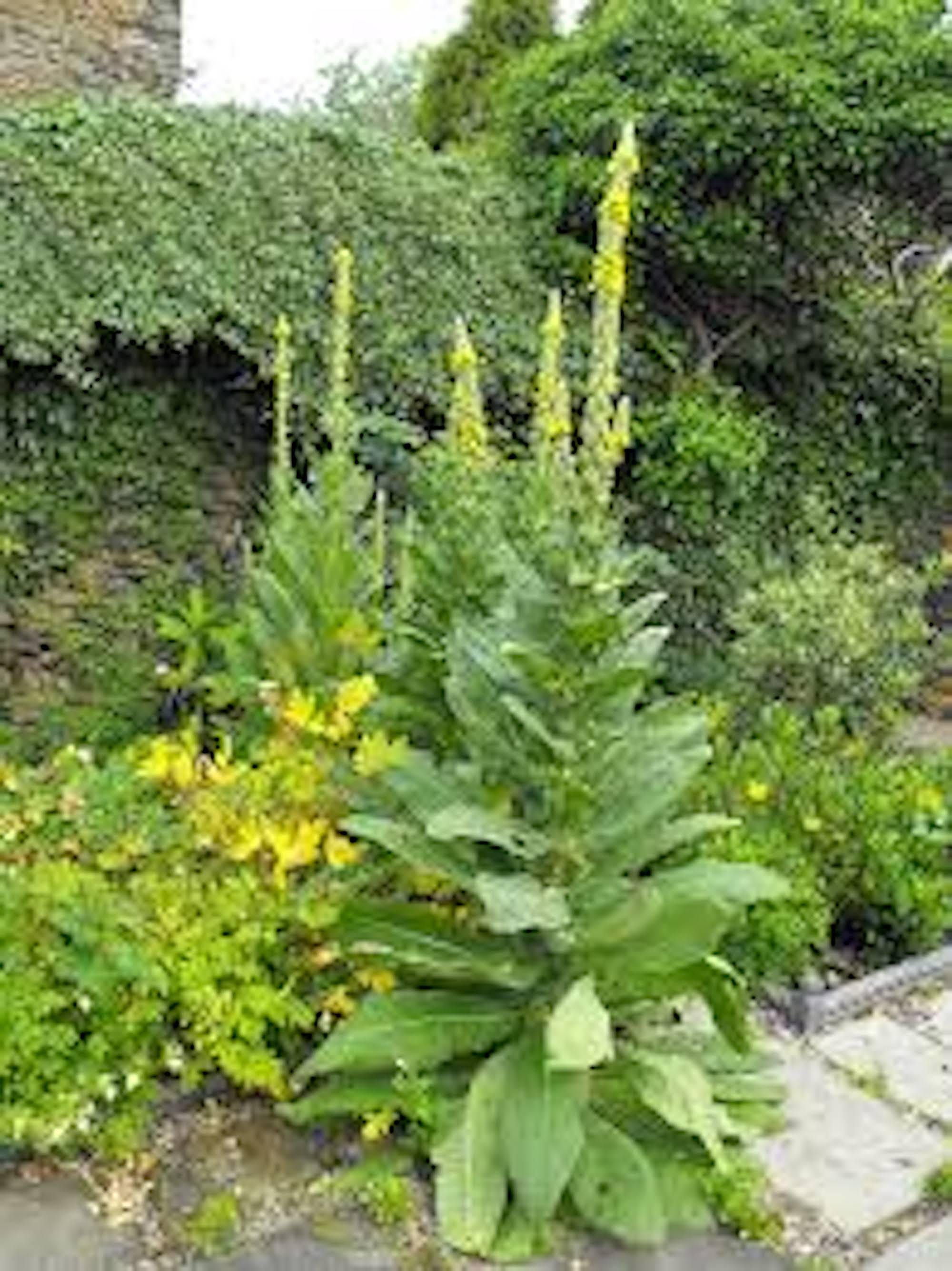 10 Mullein Plant Verbascum Thapsus Organic Fuzzy Leaf Bare Root No ...