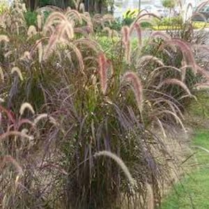 20 Red Fountain Grass Bare Root Plugs, Fall Color Ornamental Plant - Etsy