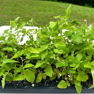 3 Mysore Black Raspberry Plant, Rubus Niveus, Bare Root Starter - Etsy