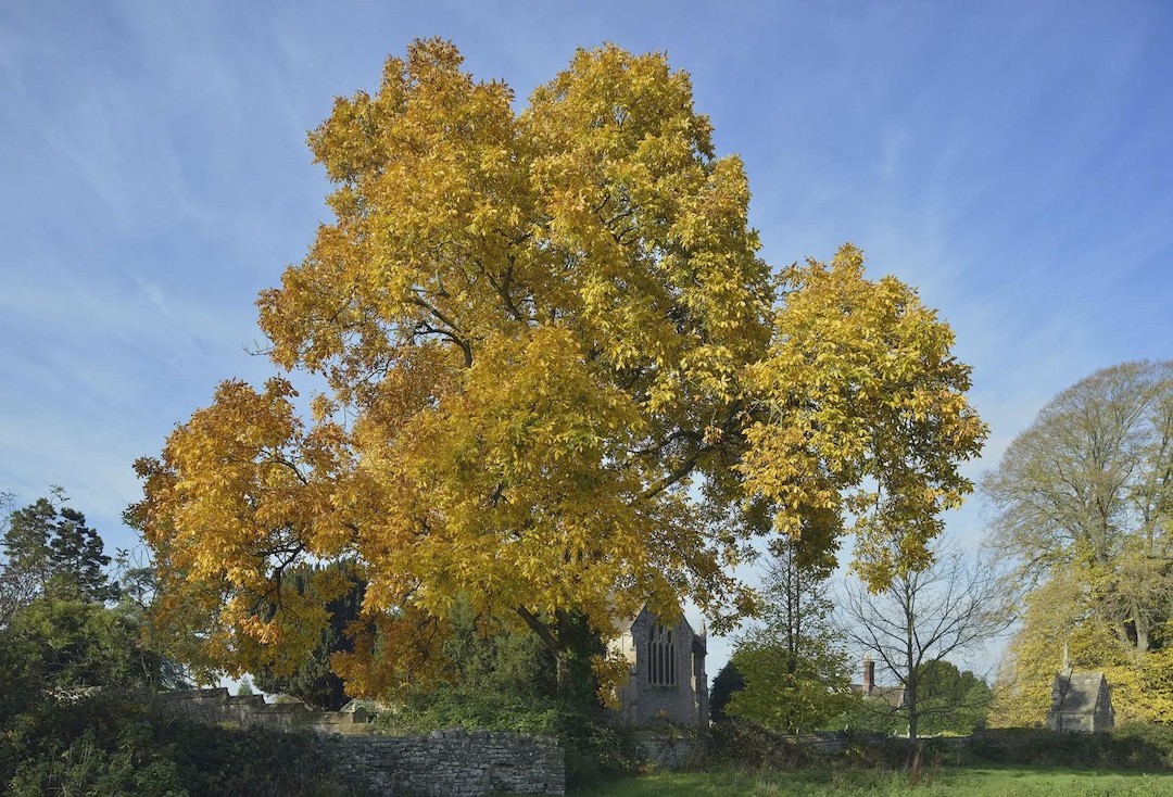 3 Mockernut Hickory Tree 12-24" Carya Tomentosa Bare Root Starter Plant ...