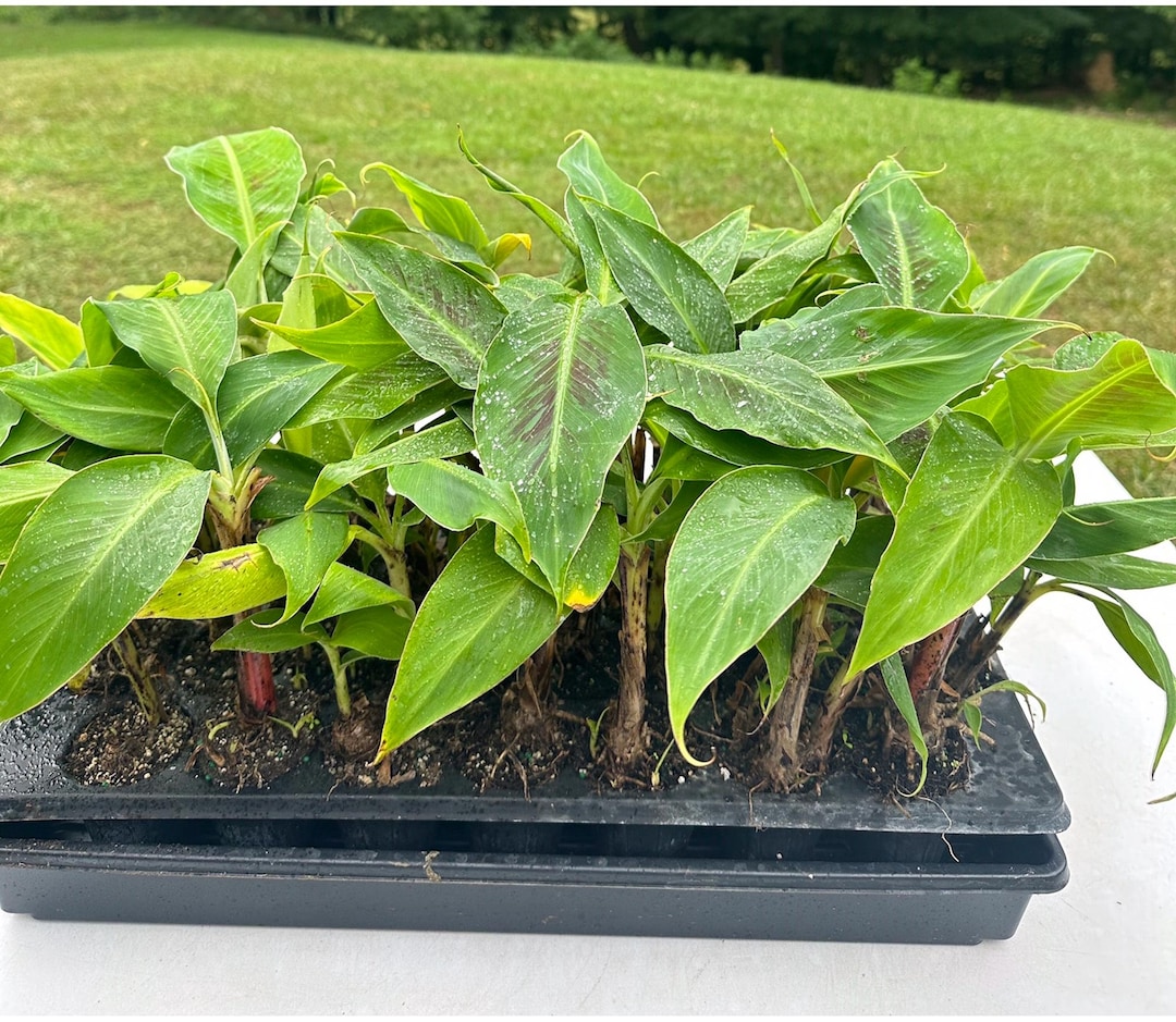 10 Dwarf Banana Musa Cavendish Plant Banana Tree Cold Hardy Landscape ...