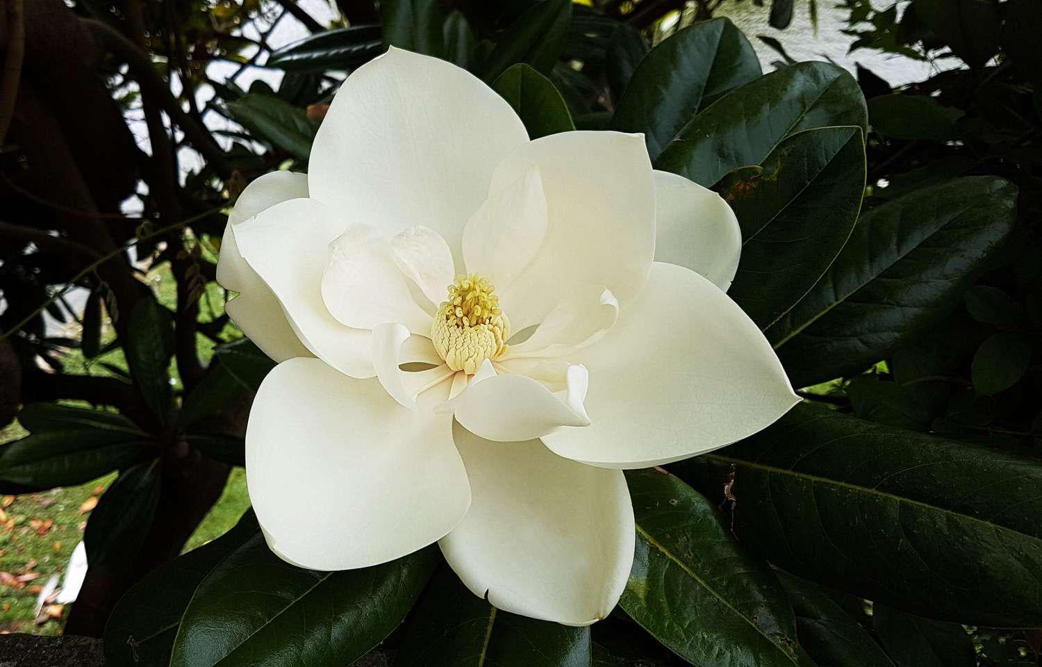 3 Southern Magnolia Tree 12-24" Magnolia Grandiflora Bare Root Starter ...