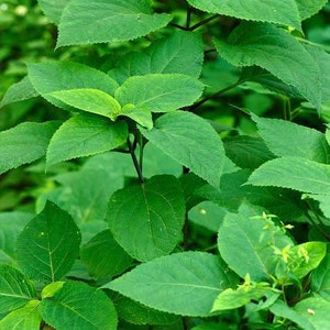 5 Stone Roots Plants Bare Roots Collinsonia Canadensis Organic ...