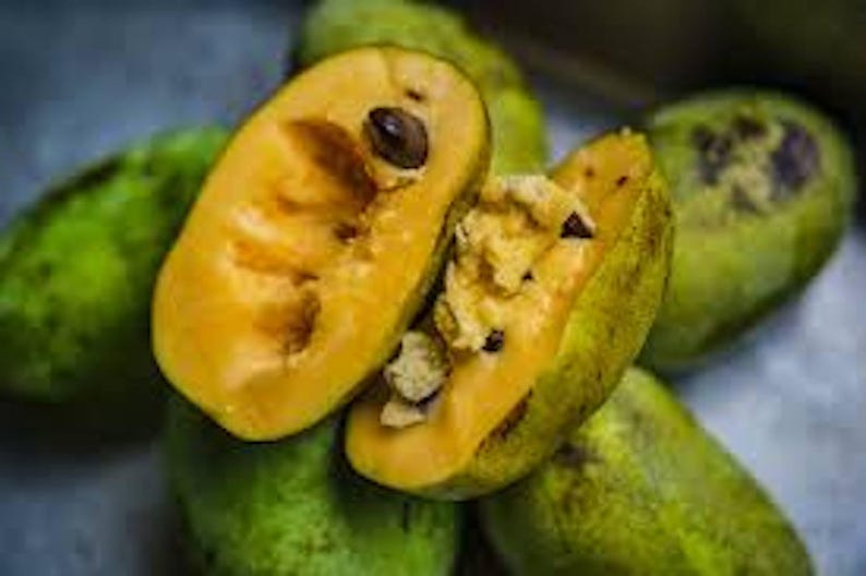5 Pawpaw Tree Asimina Triloba Native Fruit Tree Bare Root - Etsy