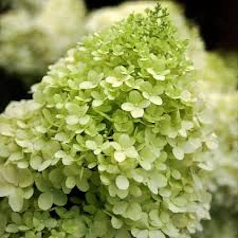 5 Limelight Hydrangea Bare Root Plug Starter - Etsy