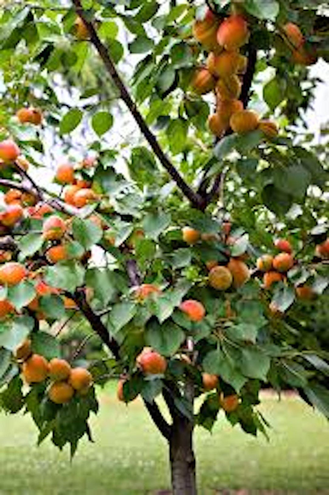 1 Hardy Apricot Tree Prunus Armeniaca Fruit Starter Plant - Etsy
