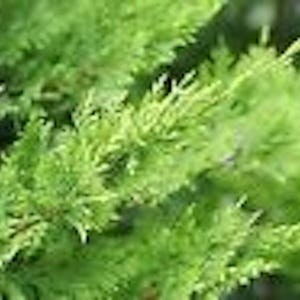 30 Murray Cypress Tree Live Plants Upright Evergreen Privacy Screen ...