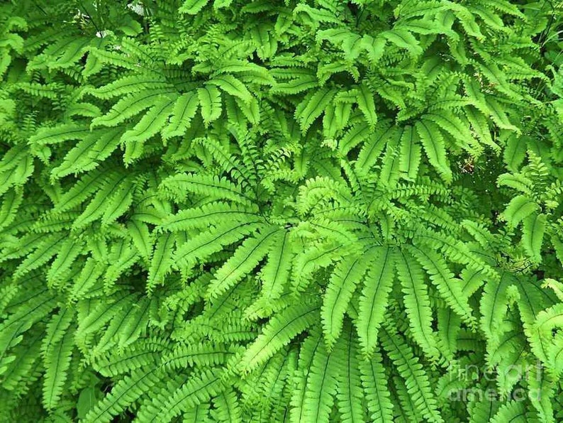 10 Maidenhair Fern Plant Bare Root Adiantum Pedatum Organic Roots - Etsy