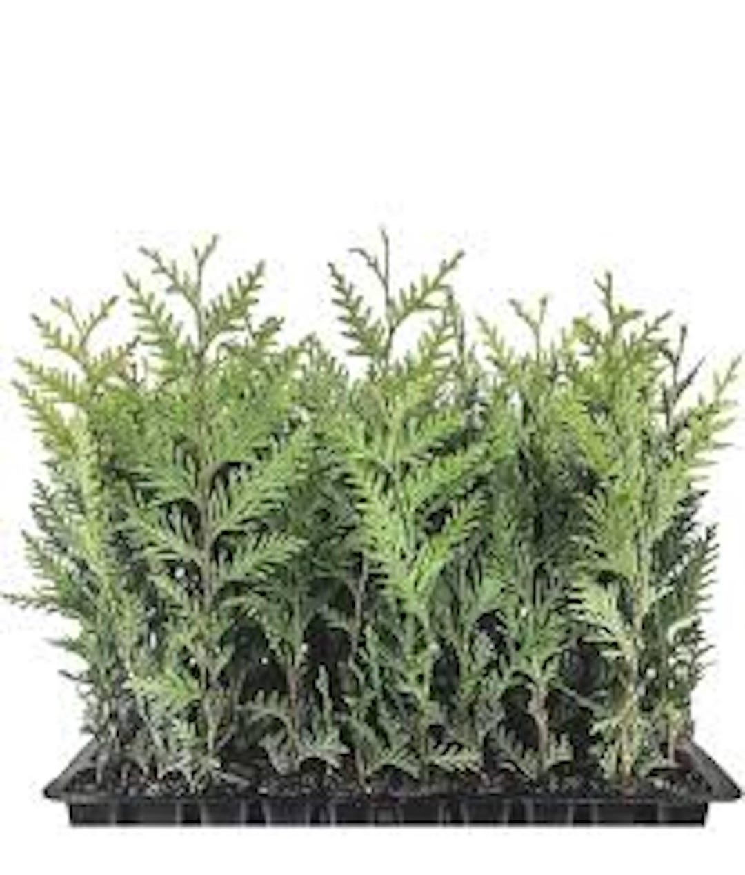 5 Emerald Green Arborvitae Tree Starter Plant Thuga Privacy Tree Bare ...