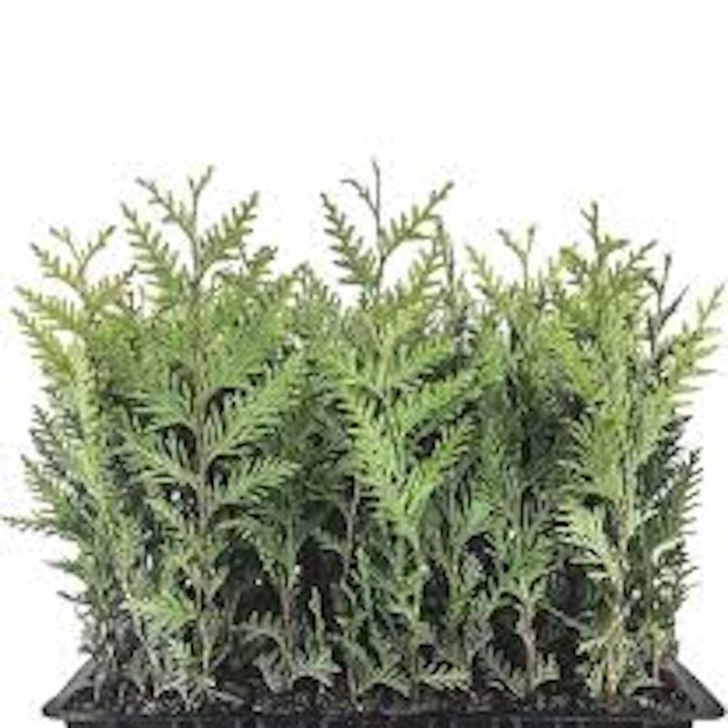 Arborvitae Live Tree - Etsy