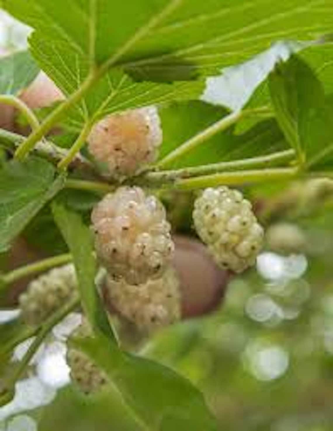 3 White Mulberry Tree 12-24in Tall Morus Alba Bare Root - Etsy