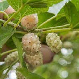 3 White Mulberry Tree 12-24in Tall Morus Alba Bare Root - Etsy