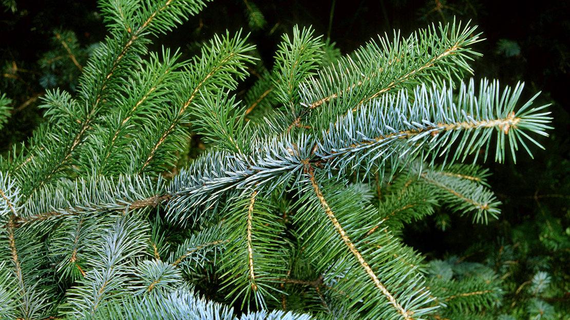 3 Sitka Spruce 6-12" Tall Starter Tree Bare Root - Etsy