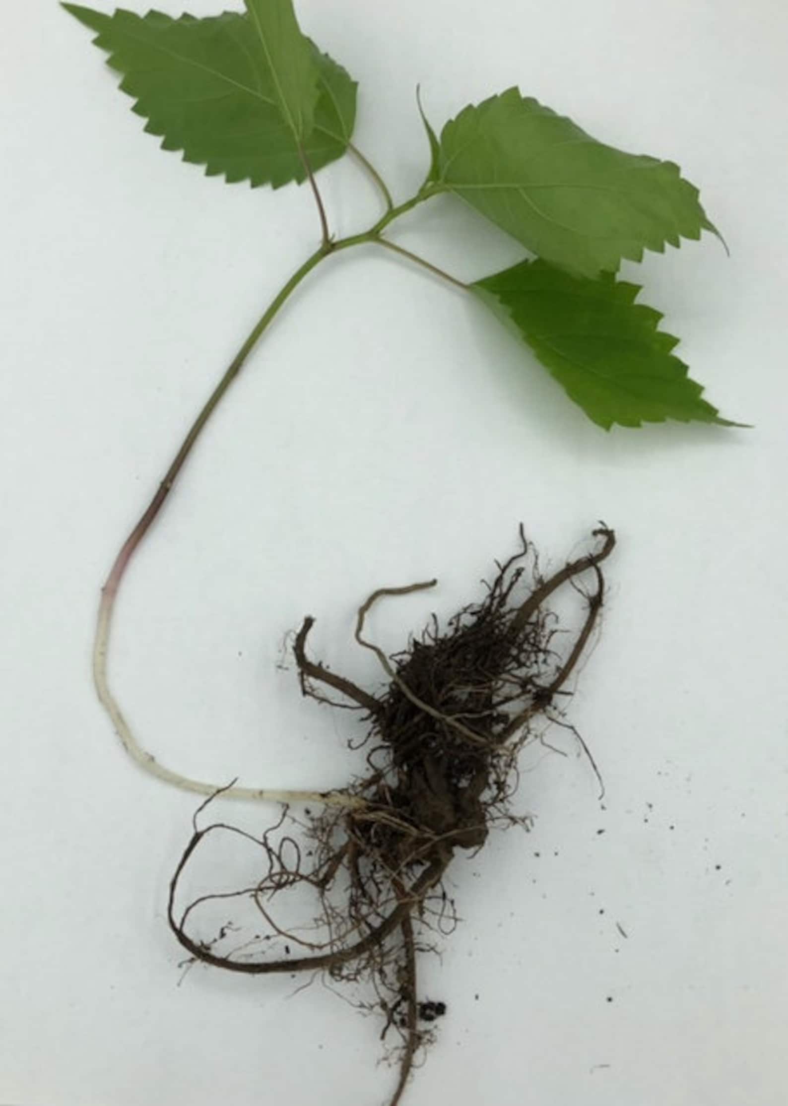 5 Stinging Nettle Plant Bare Roots Only Urtica Dioica Organic - Etsy
