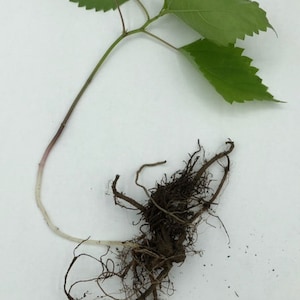 20 Stinging Nettle Plant Bare Roots Only Urtica Dioica Organic ...