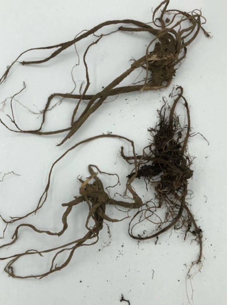 5 Stinging Nettle Plant Bare Roots Only Urtica Dioica Organic ...