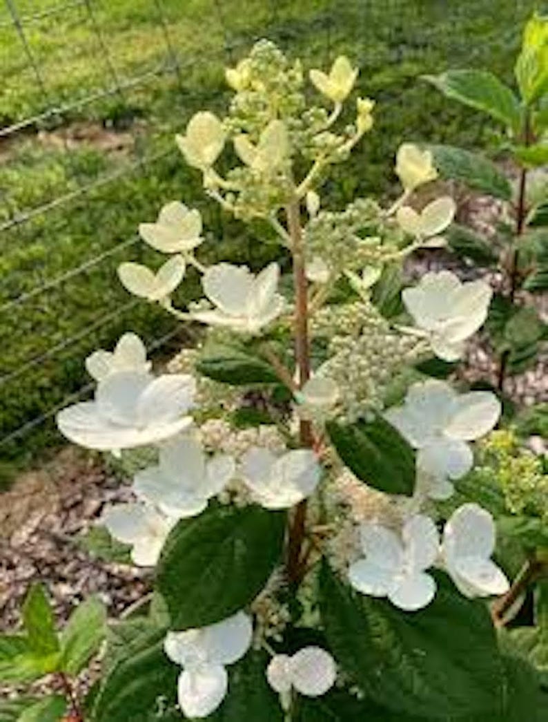 3 Hydrangea Pink Diamond Starter Plant 6-8" Tall Bare Root Hydrangea ...