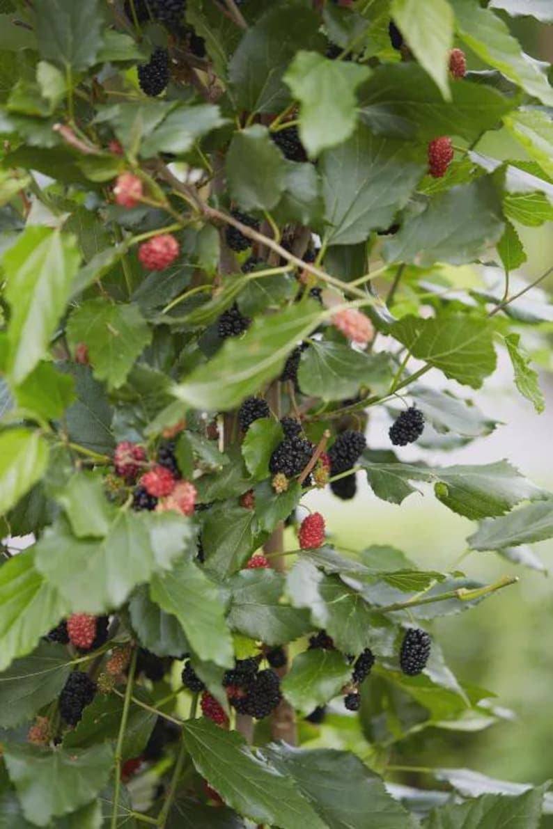 10 Mojo Berry Mulberry Bush Starter Plant Morus Rotundiloba - Etsy