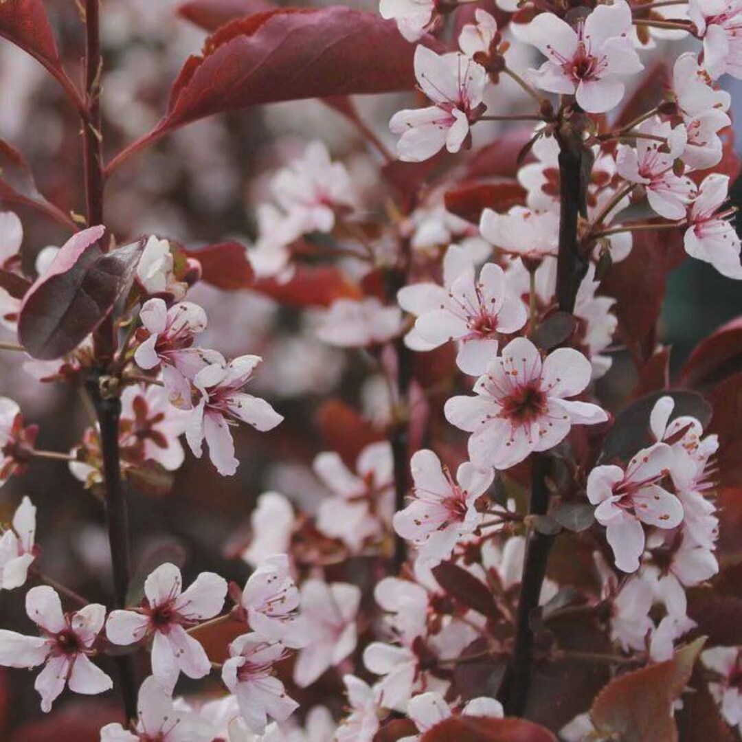 3 Purpleleaf Sand Cherry 12-24" Shrub Bare Root Starter Plant - Prunus ...