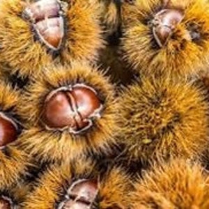 10 Dunstan American Chestnut Tree Seeds Hybrid American Chinese Cold ...