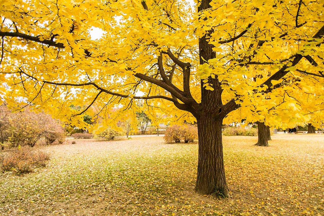 1 Gingko Tree 12-24" Ginkgo Biloba Bare Root Starter Plant - Etsy